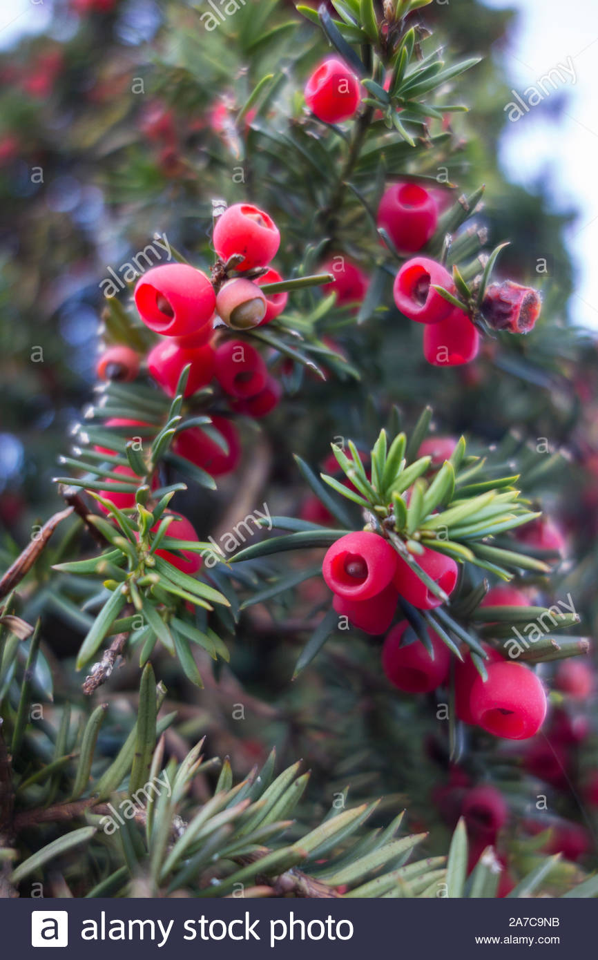 English Yew Tree High Resolution Stock Photography and Images - Alamy