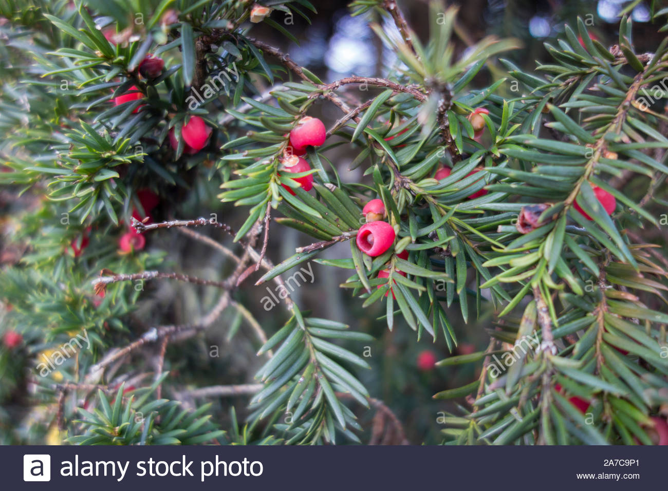 English Yew Tree High Resolution Stock Photography and Images - Alamy