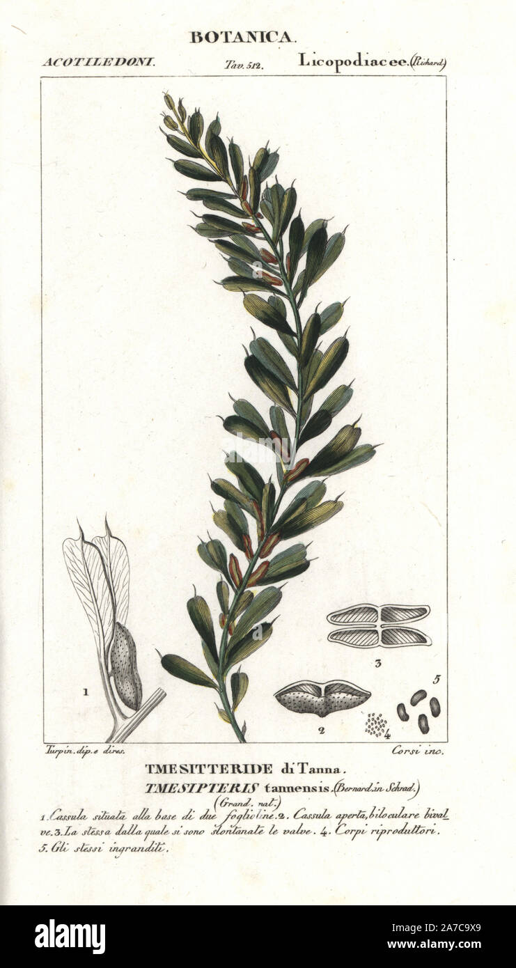 Tmesipteris tannensis hi-res stock photography and images - Alamy