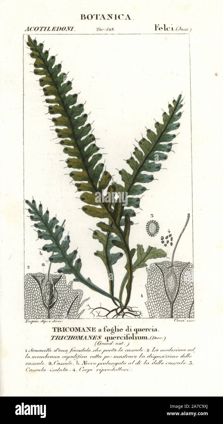 Mountain spleenwort fern hi-res stock photography and images - Alamy