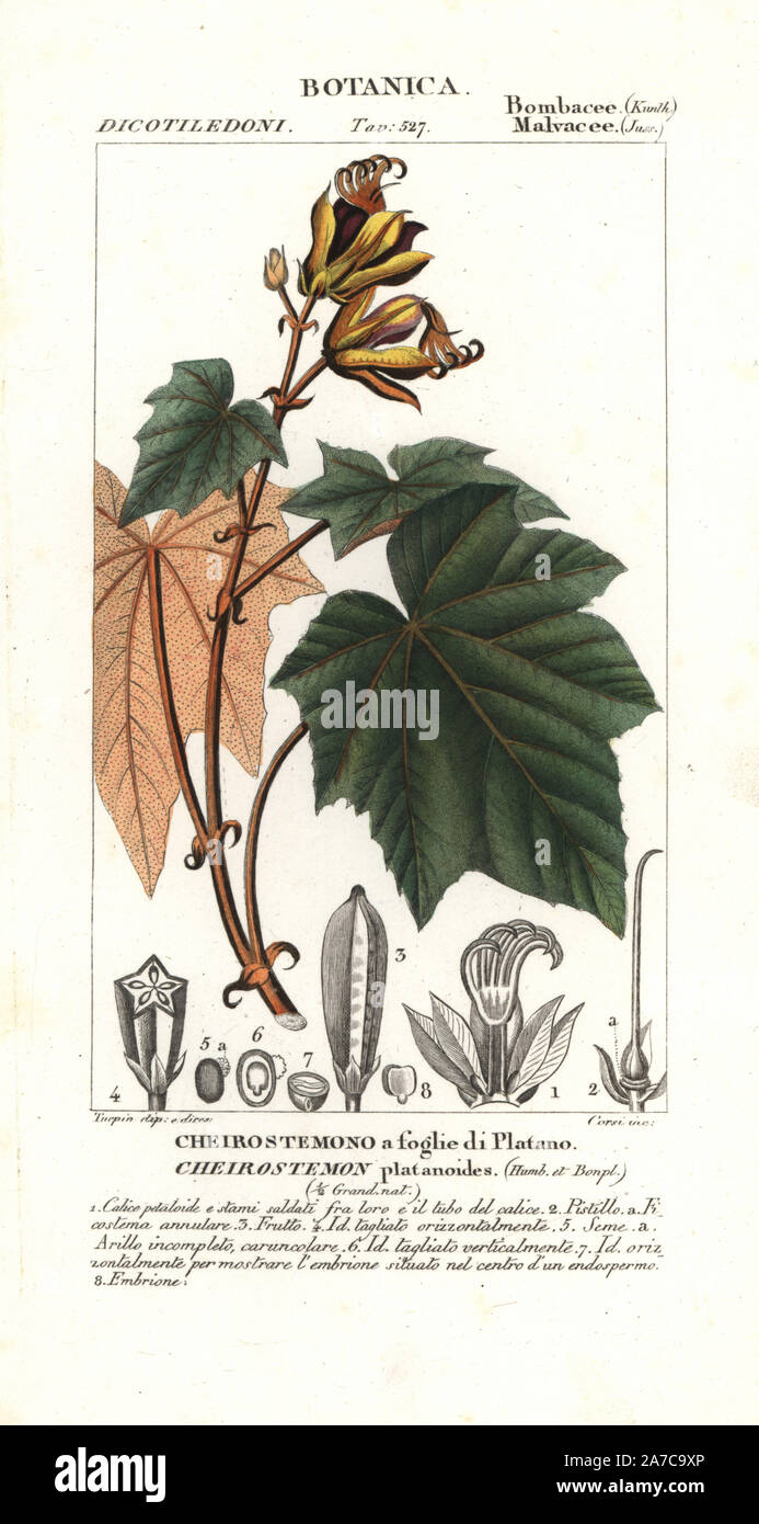 Devil's hand plant hi-res stock photography and images - Alamy