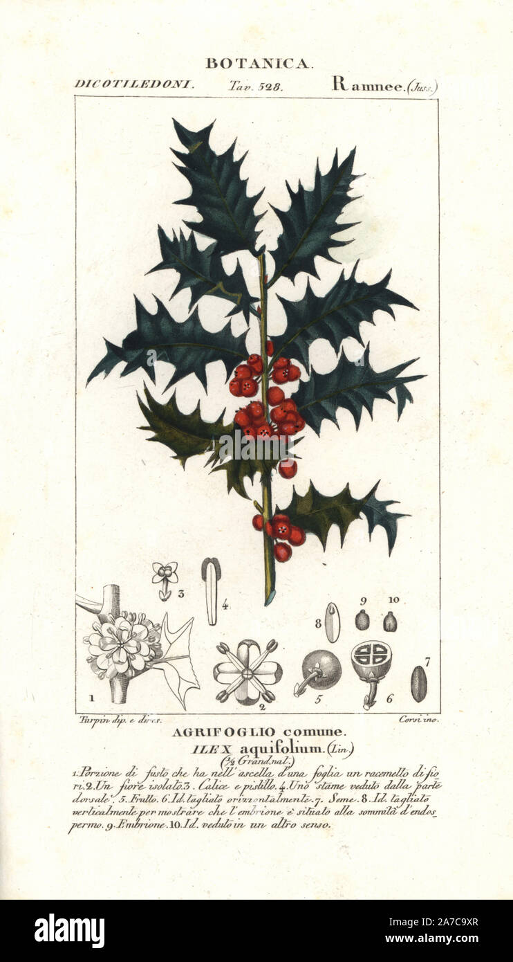 French holly hi-res stock photography and images - Alamy