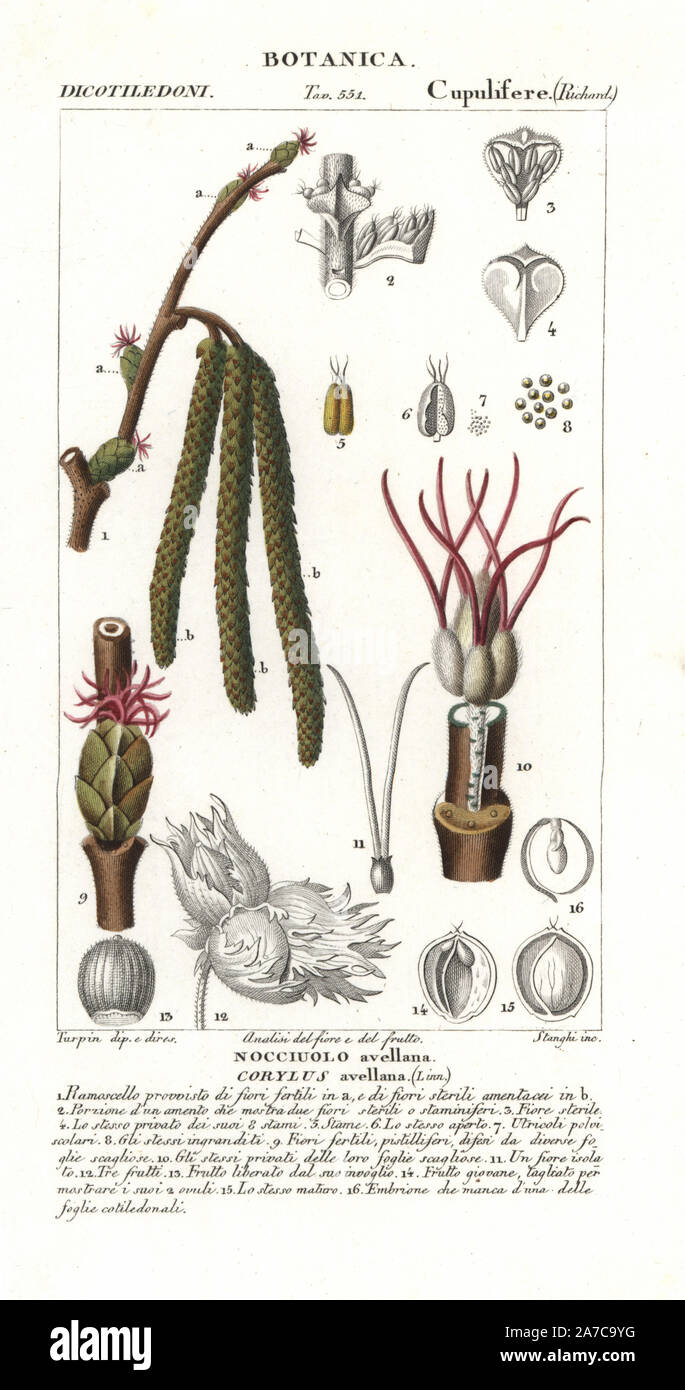 Common hazel tree, Corylus avellana, with details of cob nut and catkin ...