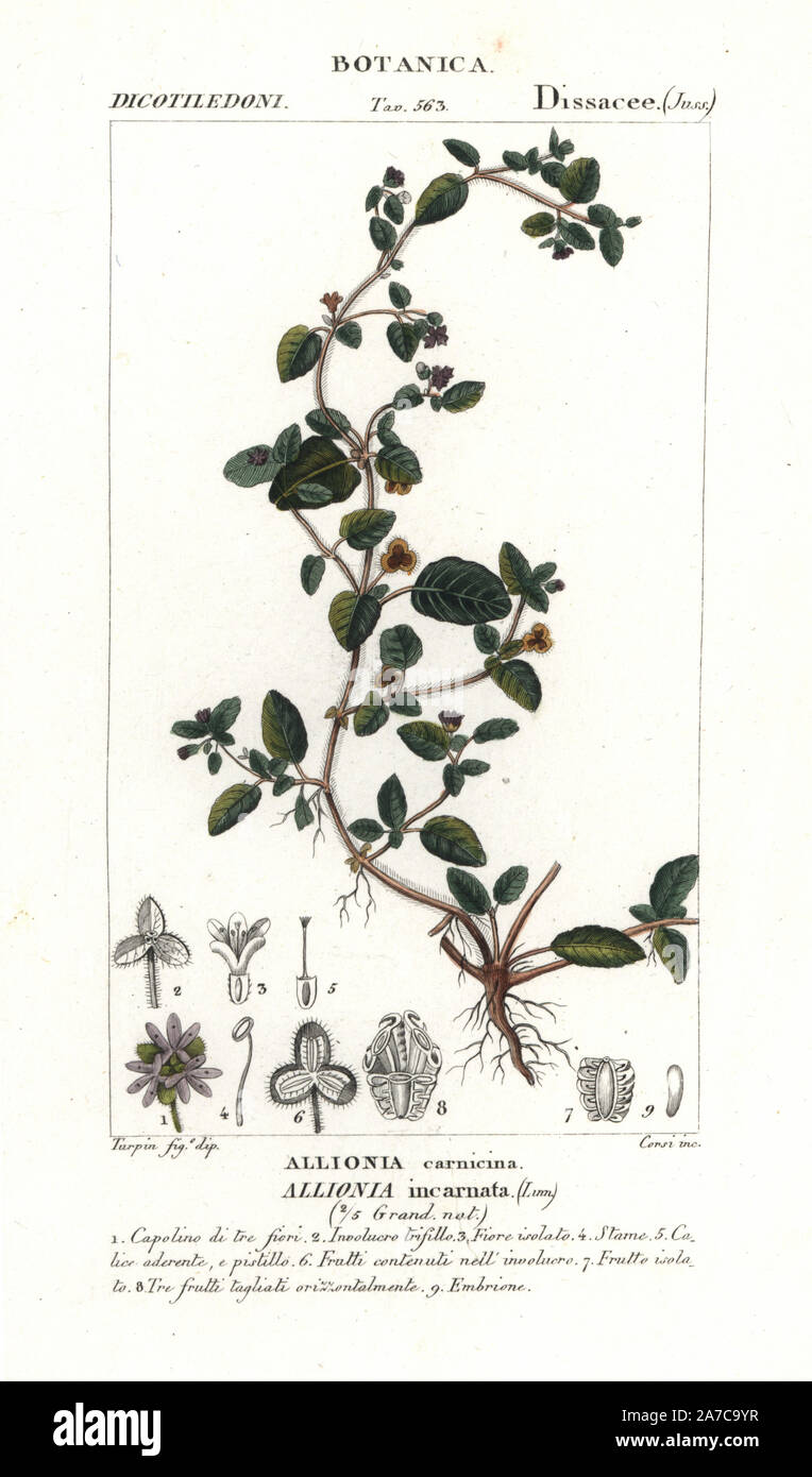 Windmills, Allionia incarnata. Handcoloured copperplate stipple ...