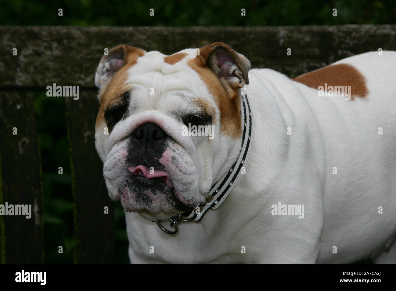Hill Bulldog High Resolution Stock Photography and Images - Alamy