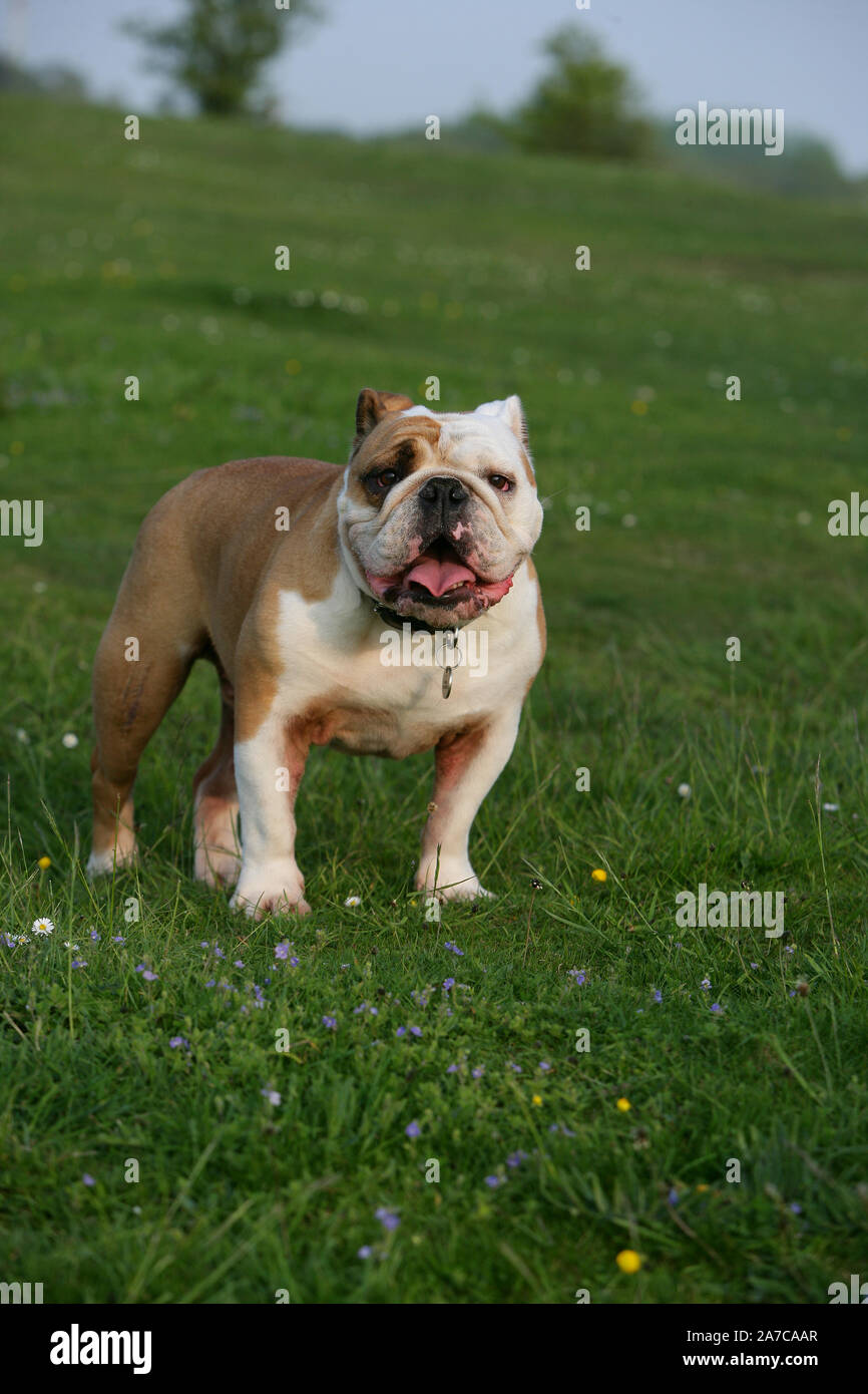 British bulldog on beach hi-res stock photography and images - Alamy