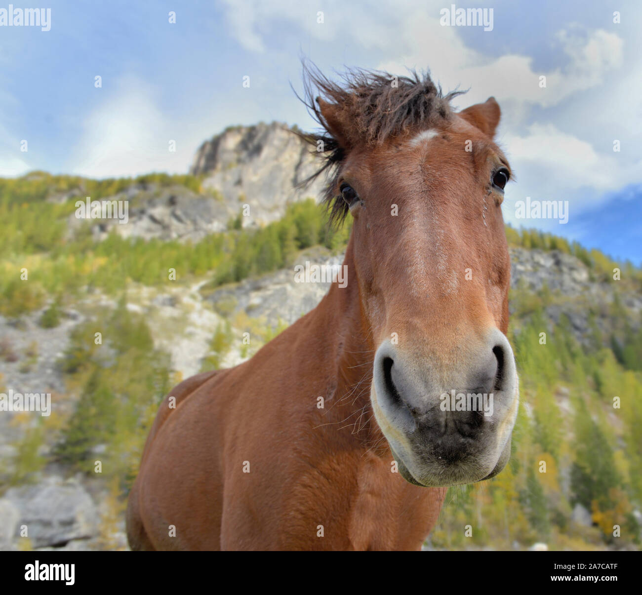 funny portrait of an horse with mane in the wind with mountain ...
