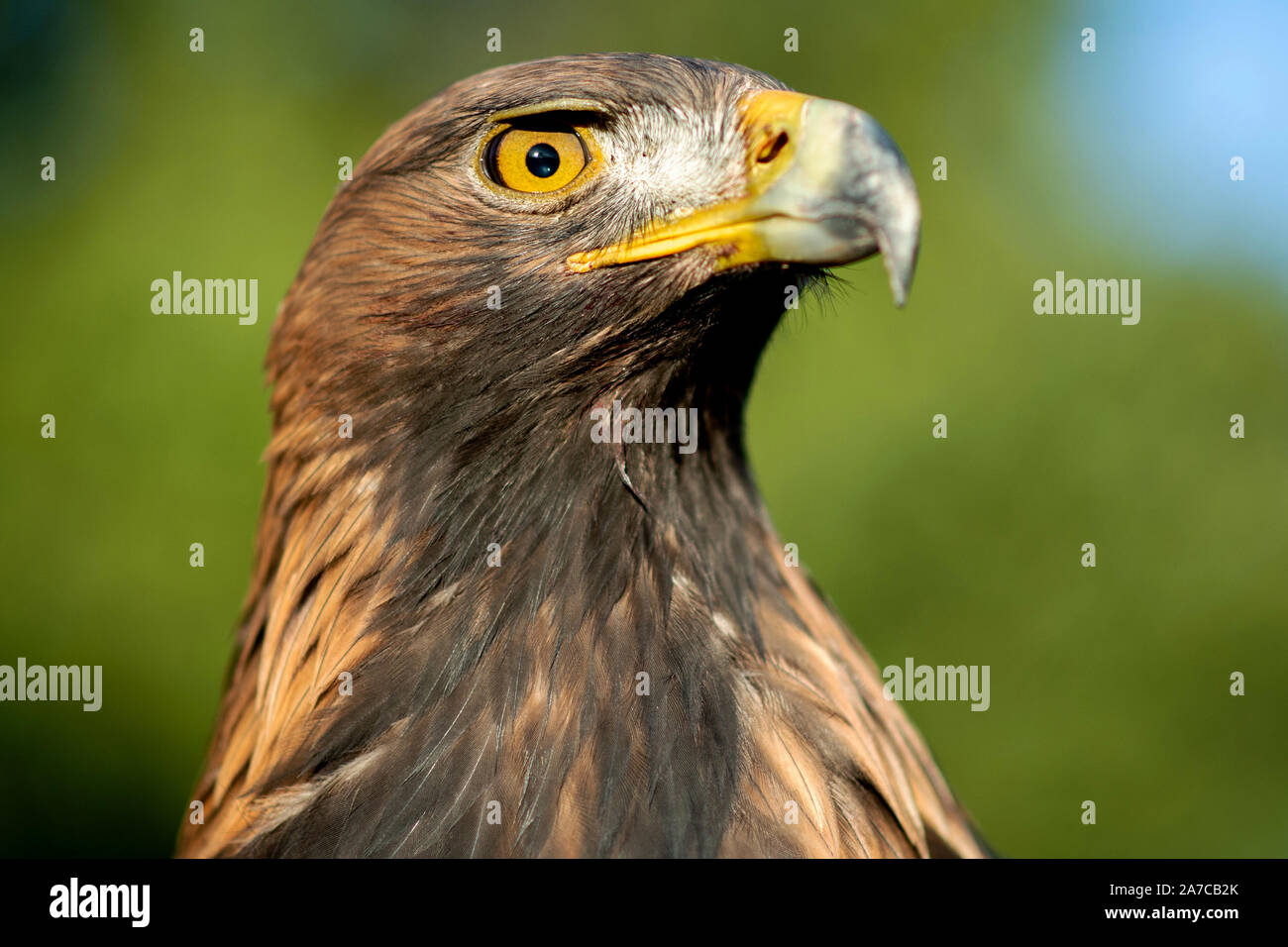Liebenau, Germany. 26th Oct, 2019. The golden eagle "Nordmann" sits on ...
