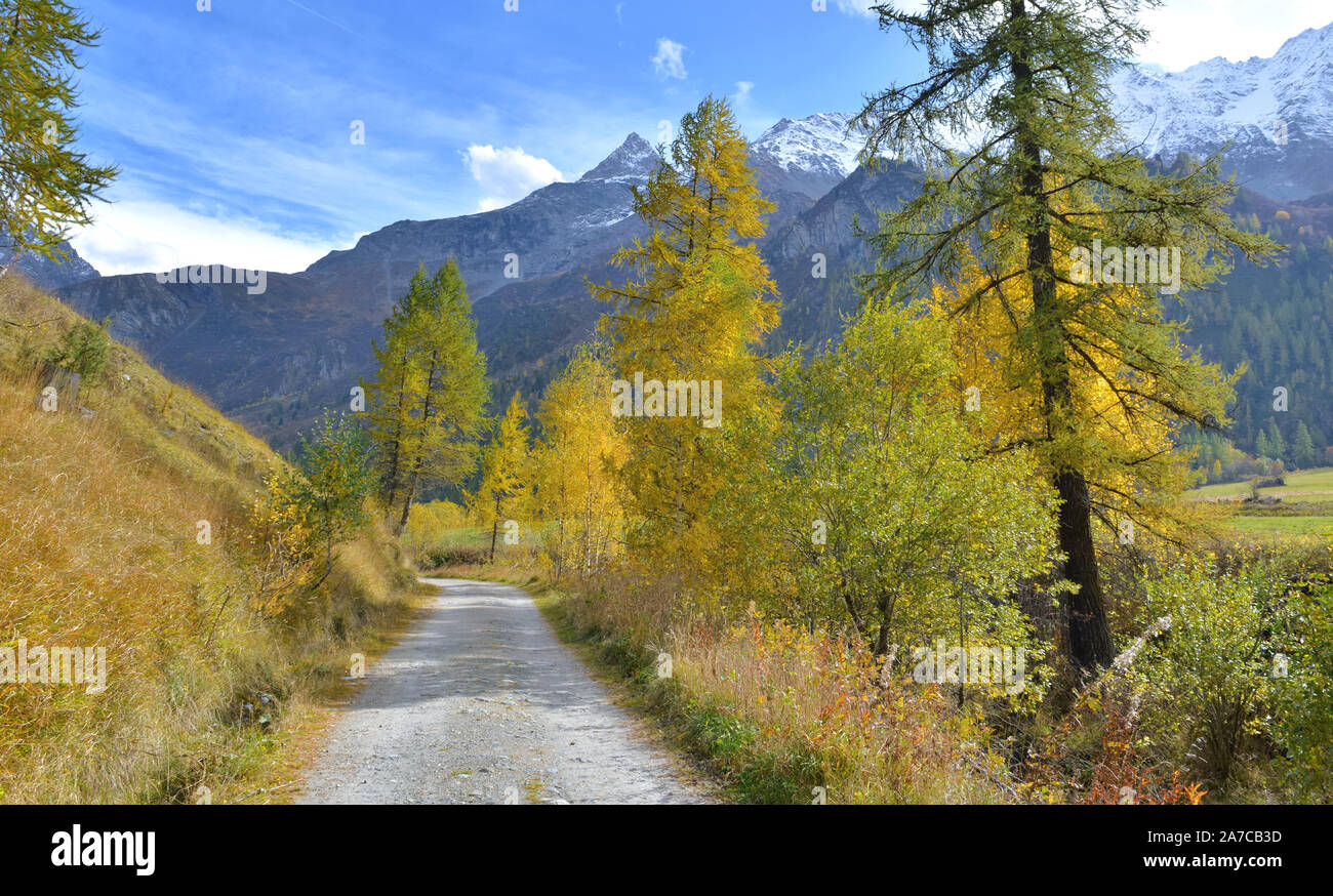 footpath with yellow tree larches in autumn in alpine mountain Stock ...