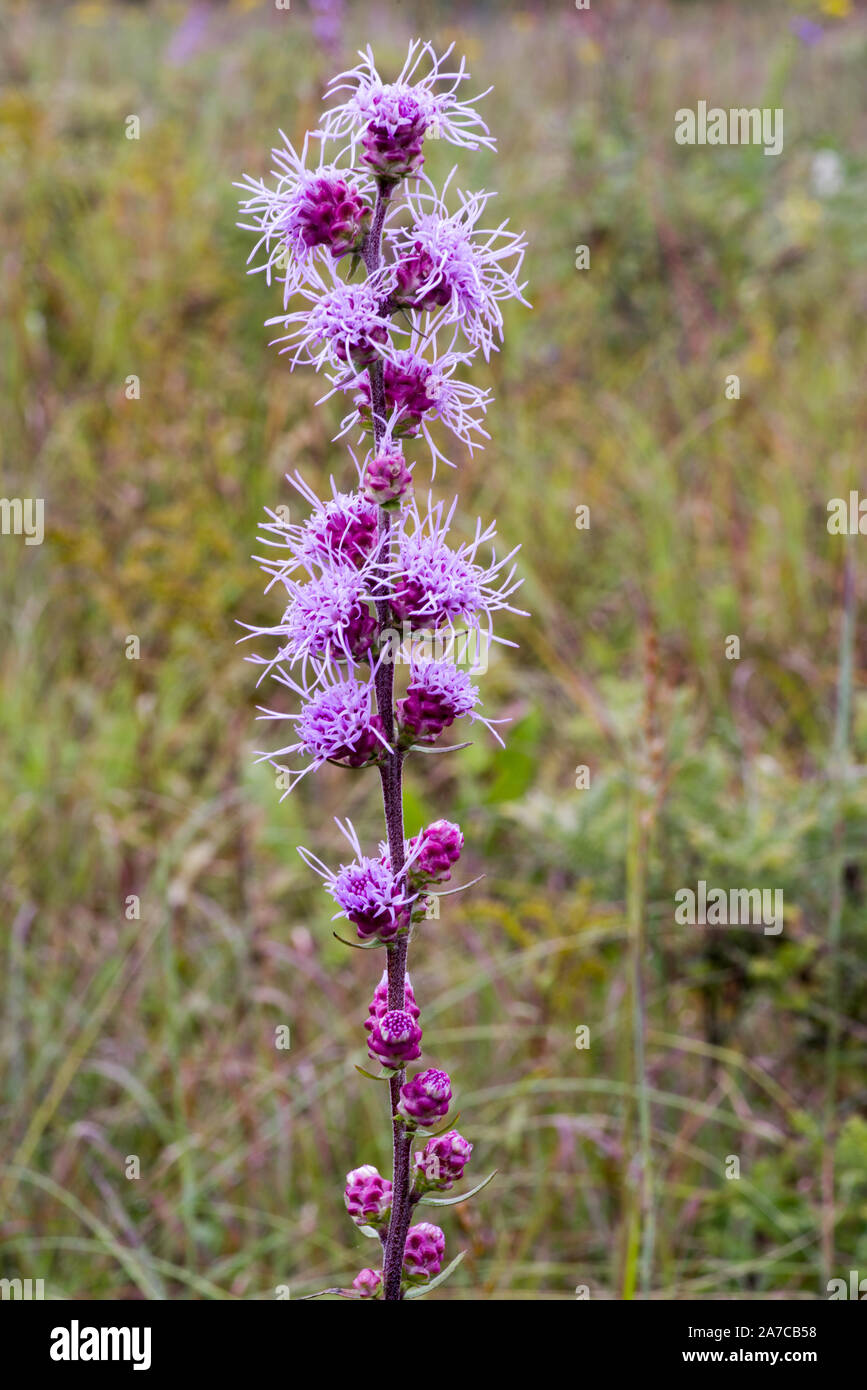 Dense blazing star liatris spicata hi-res stock photography and images ...