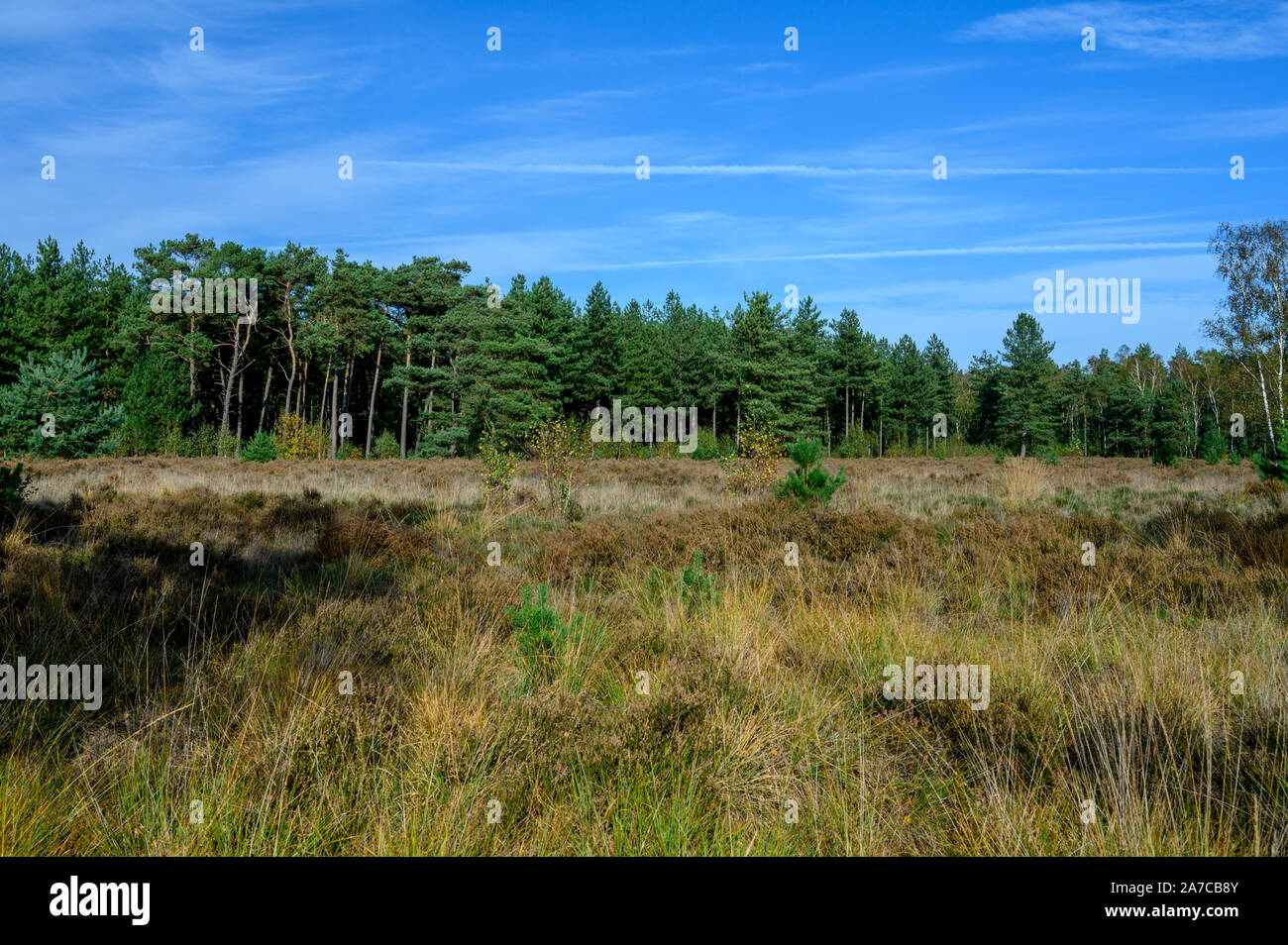Autumn in North Brabant, landscape with green Kempen forest and ...
