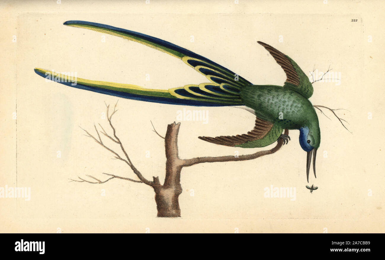 Fork-tailed hummingbird, Trochilus forficatus. Illustration unsigned ...