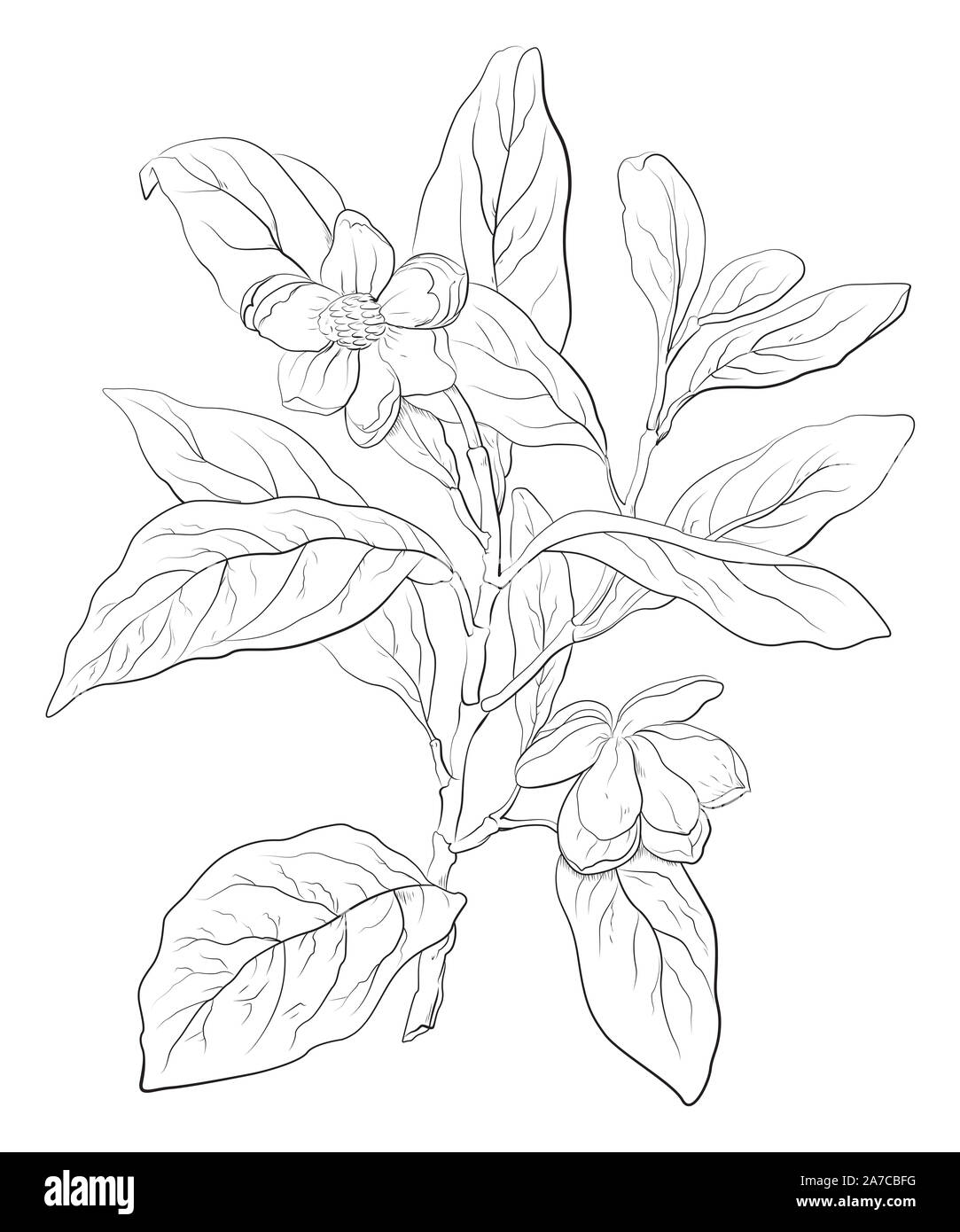 Highly detailed hand-drawn flower isolated on a white background. Taken ...