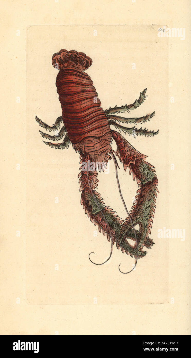 Squat lobster, Galathea strigosa. Handcolored copperplate engraving ...