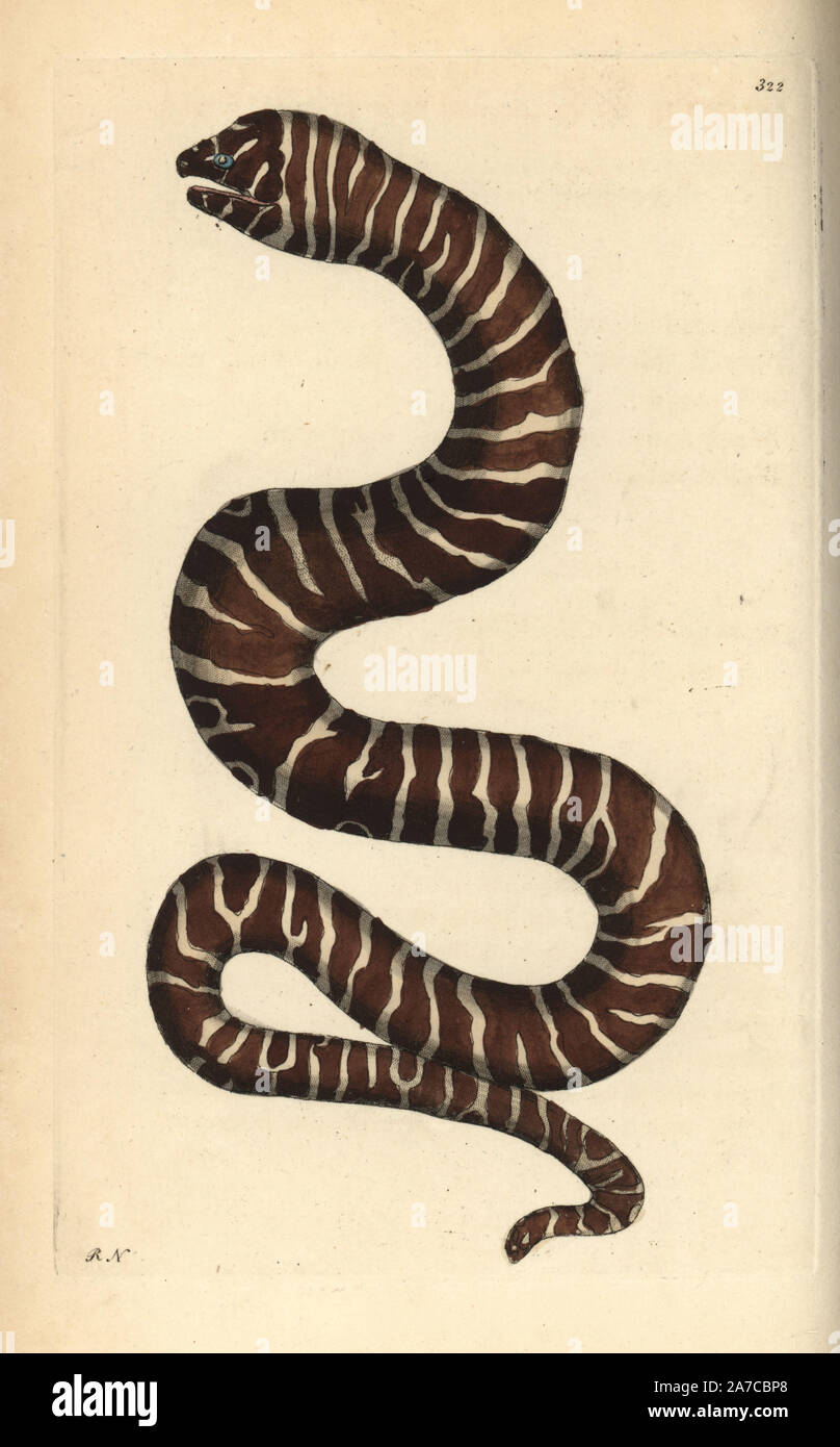 Zebra moray eel, Gymnomuraena zebra. Illustration drawn and engraved by ...