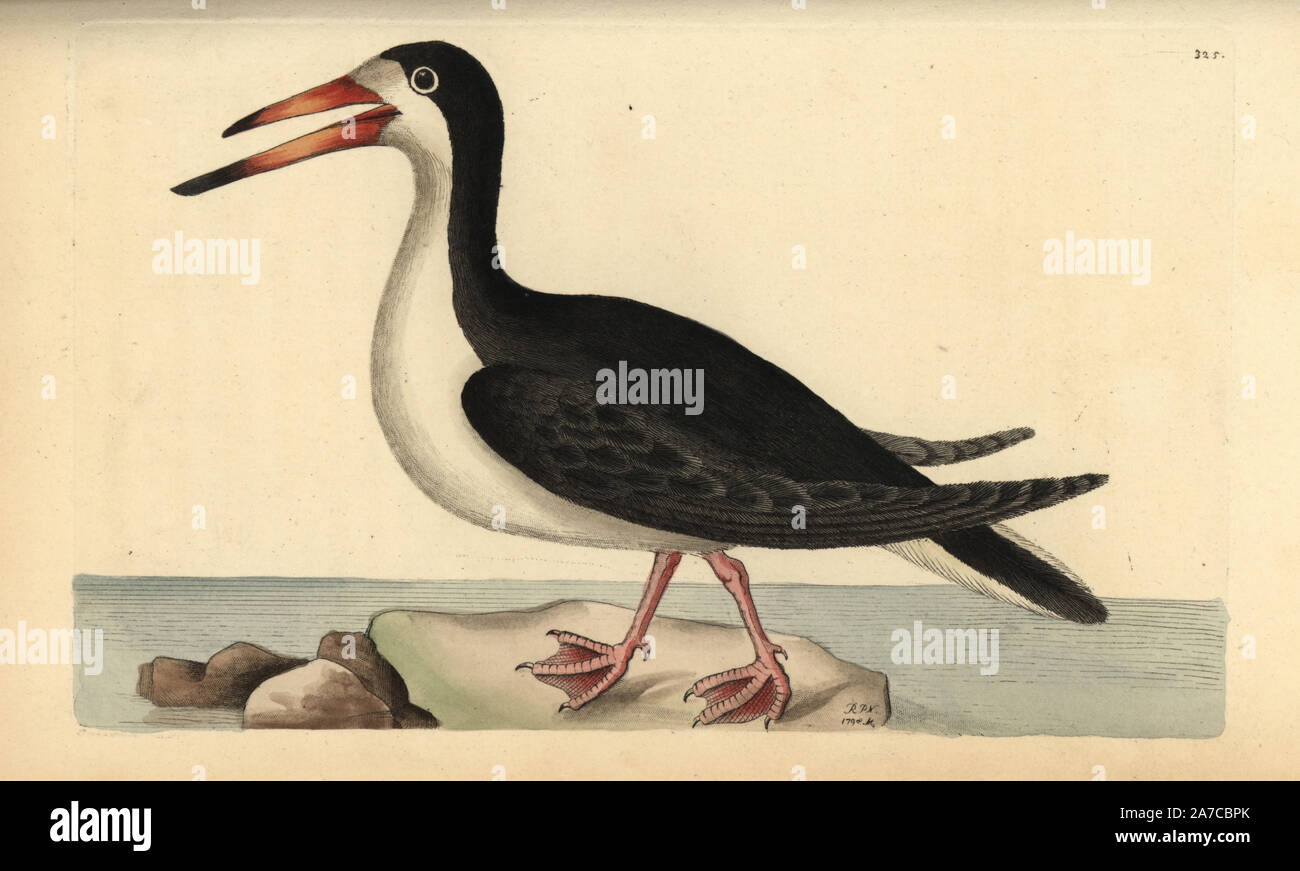 Black skimmer, Rynchops niger. Illustration drawn and engraved by ...