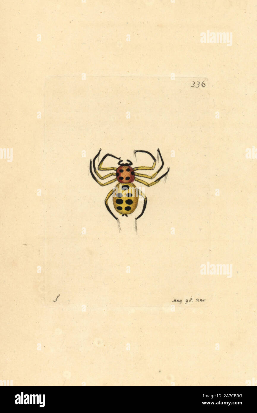 Golden spider, Aranea nobilis, Sumatra. Illustration drawn by George ...