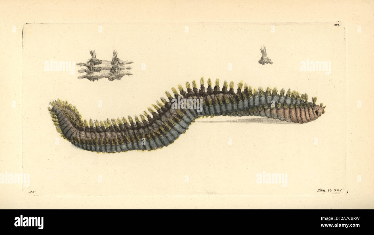 Rostrated terebella sea worm, Terebella rostrata. Illustration drawn by ...