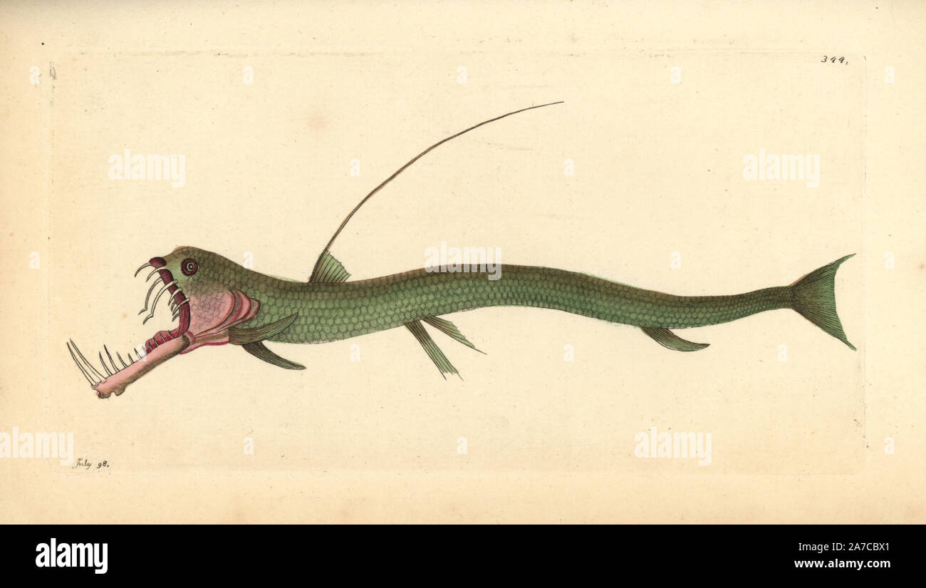 Sloane’s viperfish hi-res stock photography and images - Alamy