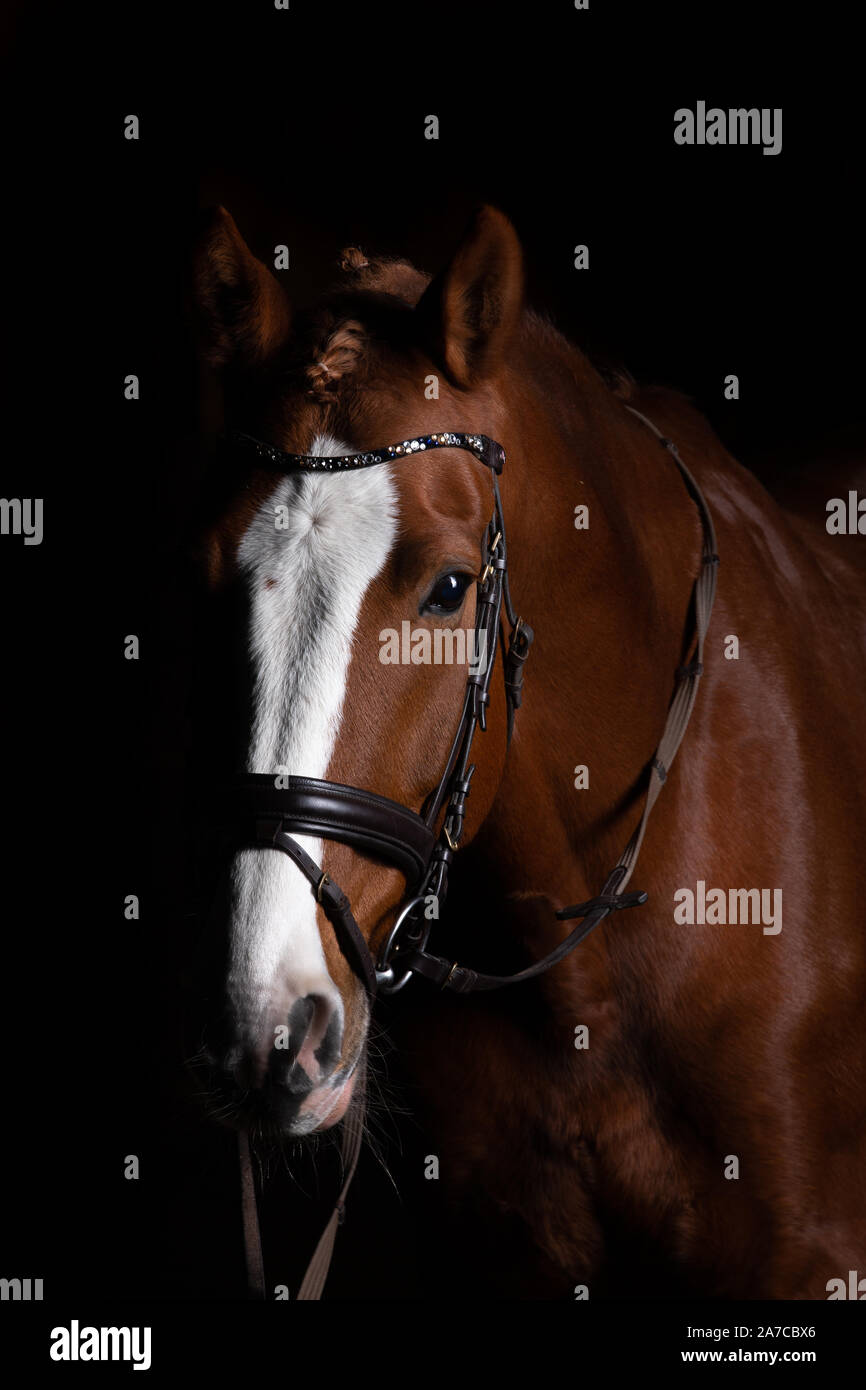 Horse wearing saddle side view hi-res stock photography and images - Alamy