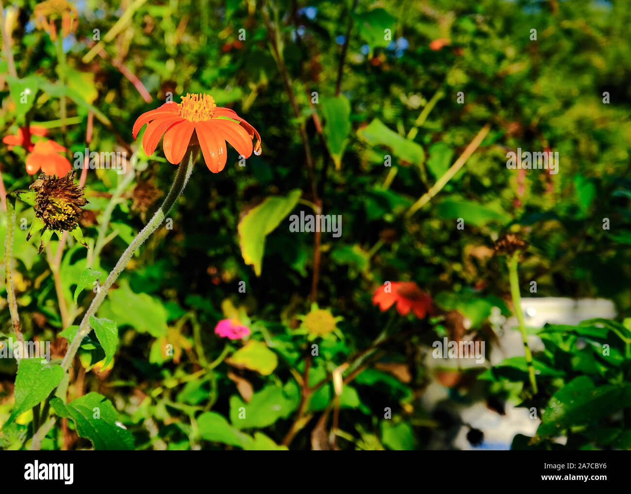 Dew on orange hi-res stock photography and images - Alamy