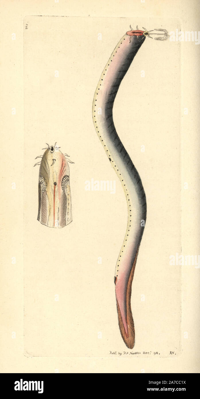 Hagfish Labeled