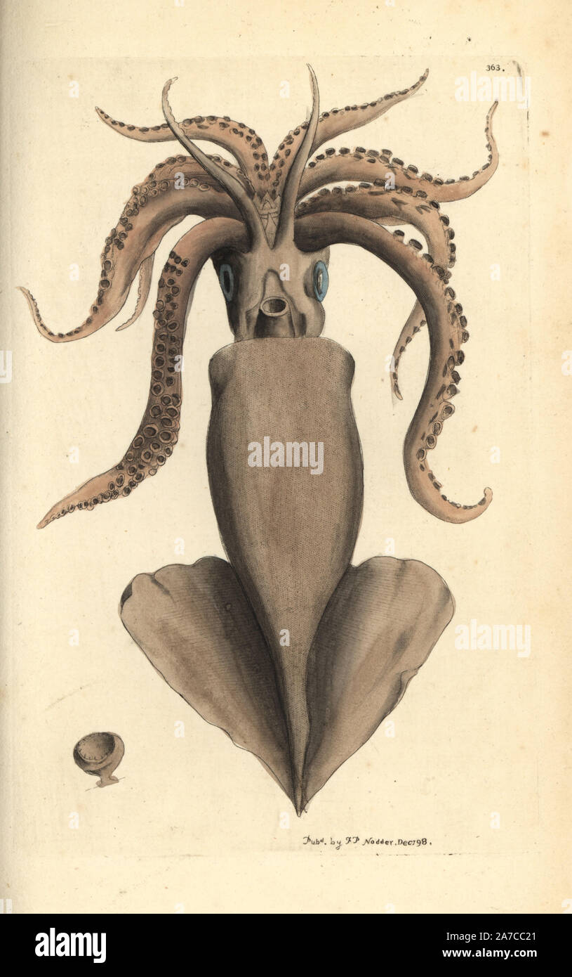 Squid, Loligo vulgaris. Handcolored copperplate engraving from George ...