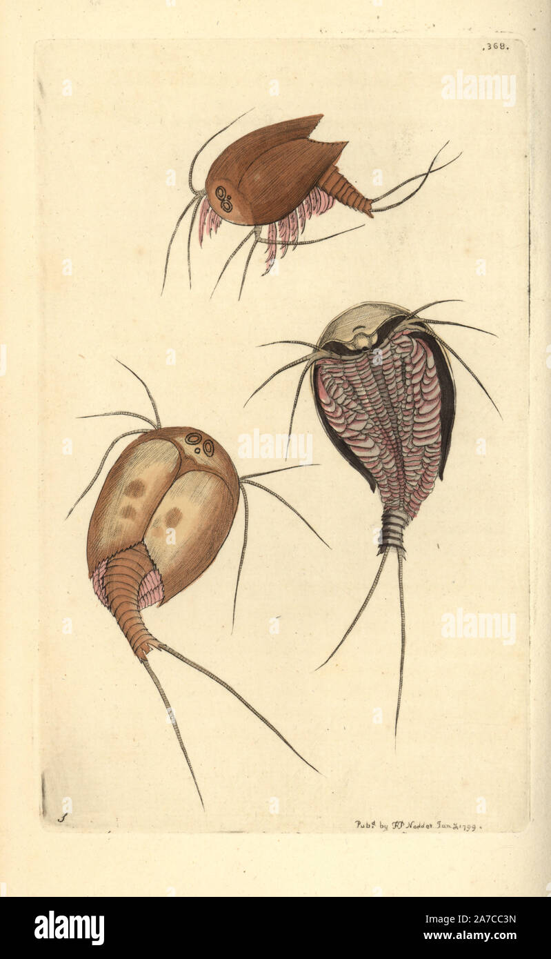 Lepidurus apus hi-res stock photography and images - Alamy