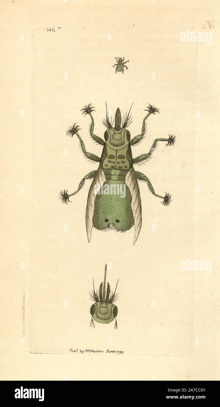 Hippobosca hi-res stock photography and images - Alamy