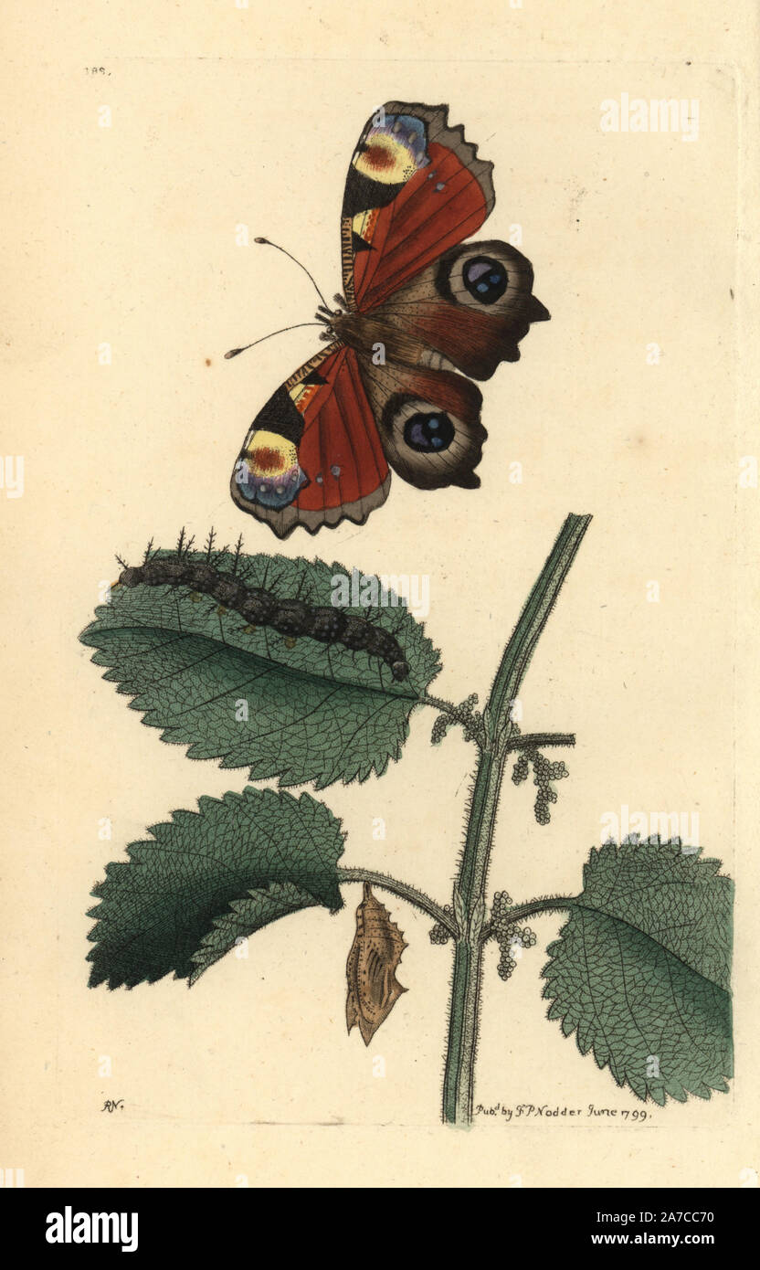 European peacock butterfly, Inachis io, caterpillar and pupa ...