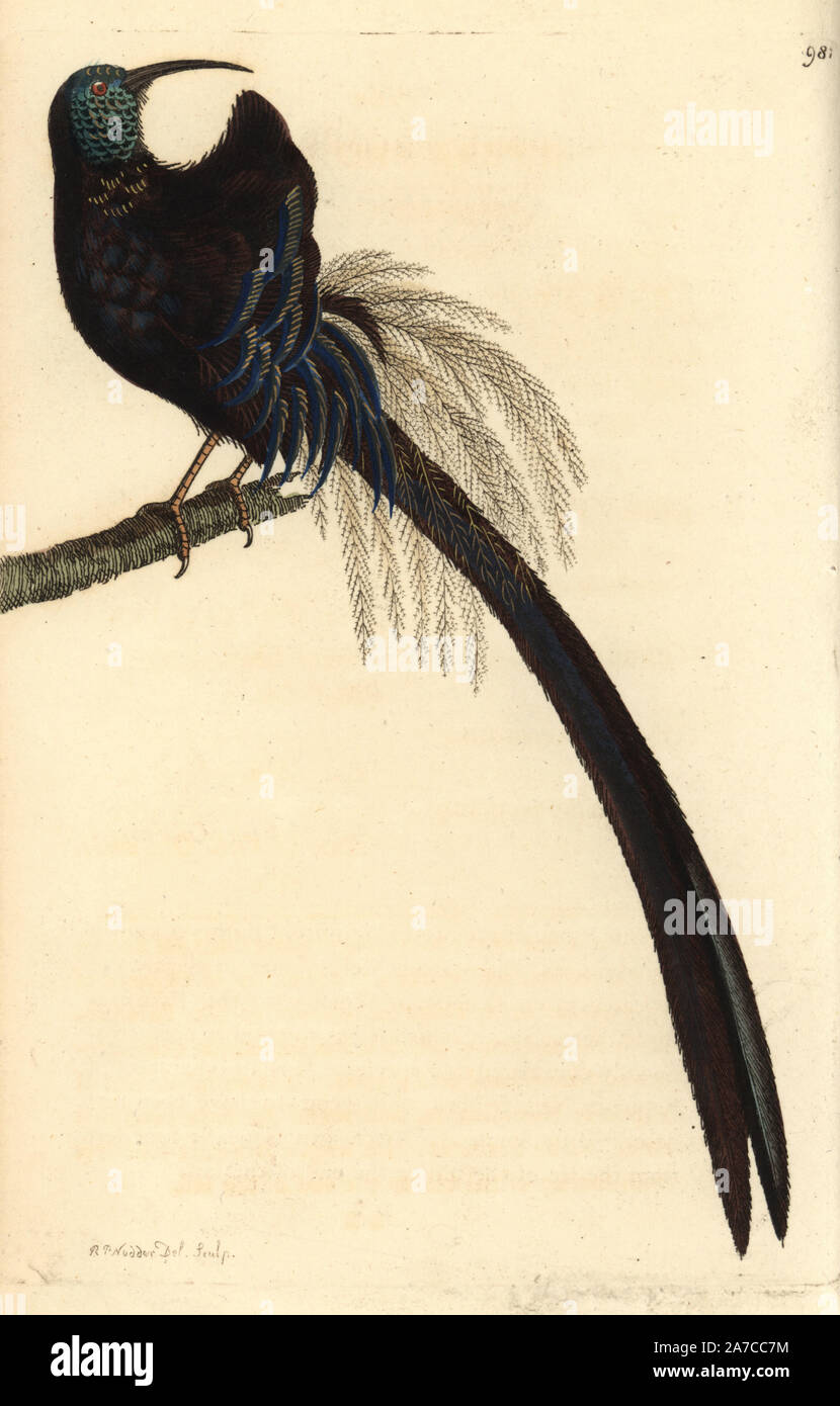 Black sicklebill, Epimachus fastuosus, a bird of paradise from Papua ...