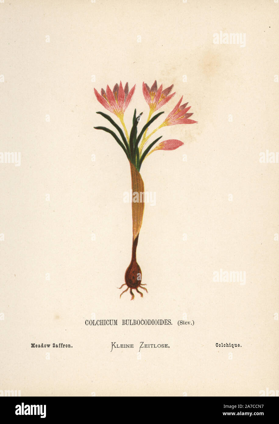 Colchicum montanum hi-res stock photography and images - Alamy
