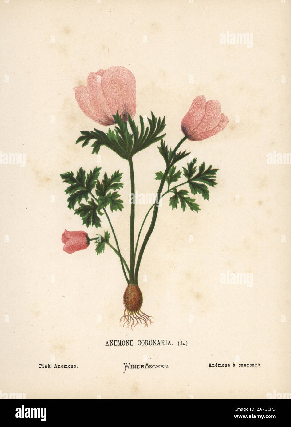 Pink poppy anemone, Anemone coronaria. Chromolithograph of a botanical ...