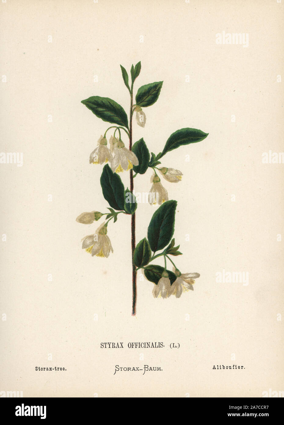 Storax tree, Styrax officinalis. Chromolithograph of a botanical illustration by Hannah Zeller ...