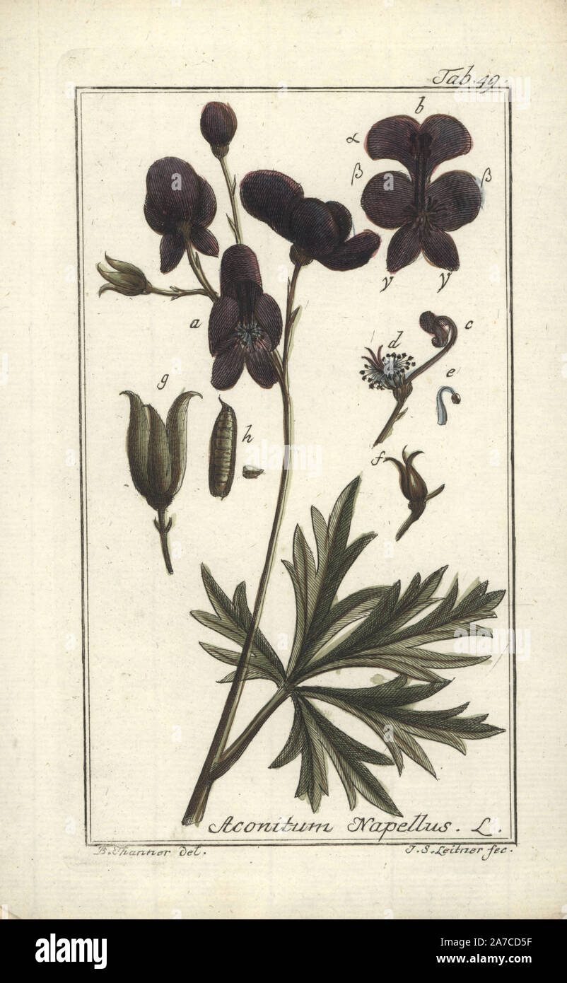 Wolfsbane drawing hi-res stock photography and images - Alamy