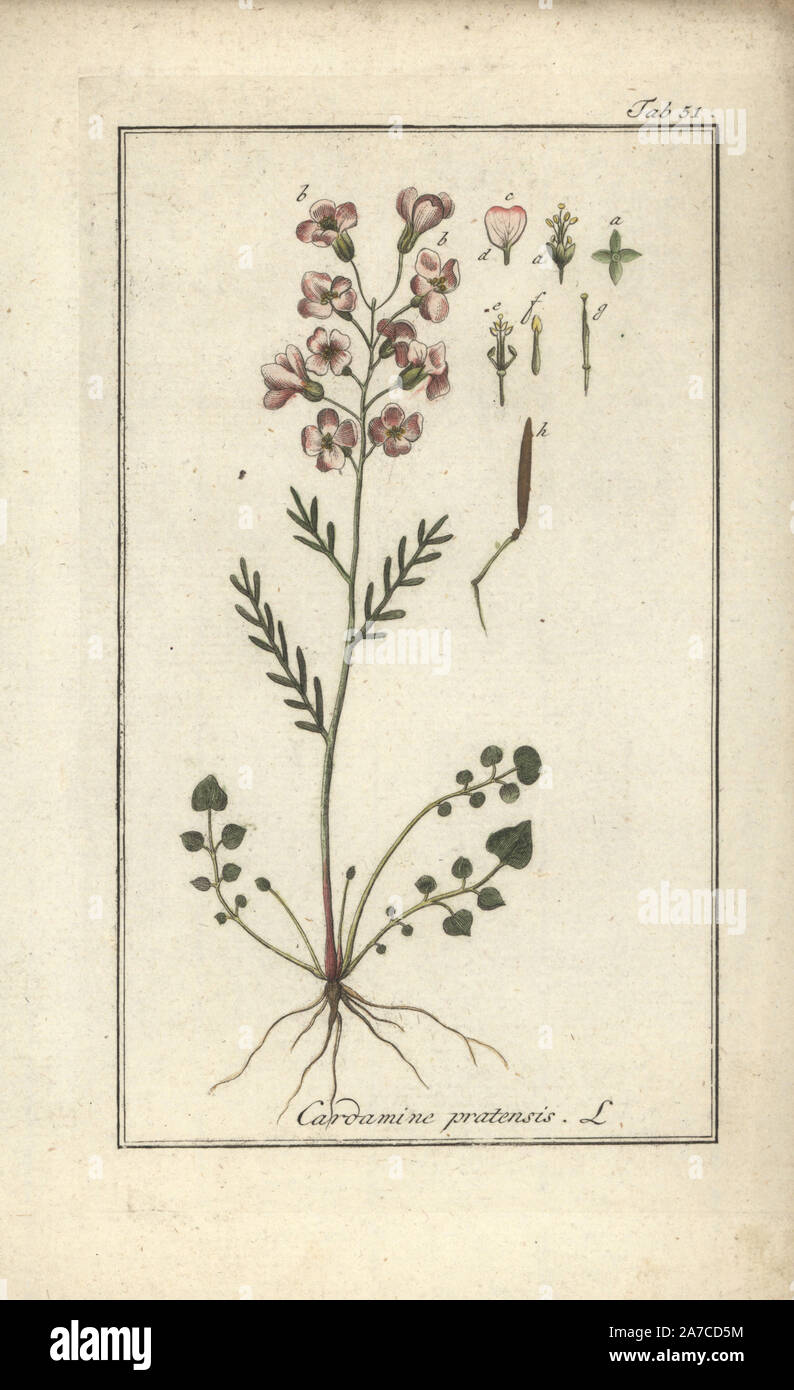 Cuckoo flower, Cardamine pratensis. Handcoloured copperplate engraving ...