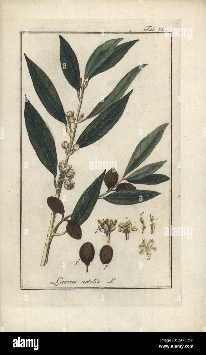 Bay laurel or sweet laurel, Laurus nobilis. Handcoloured copperplate ...
