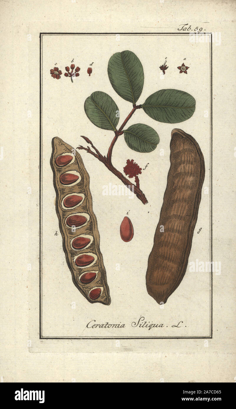 Carob tree drawing hi-res stock photography and images - Alamy