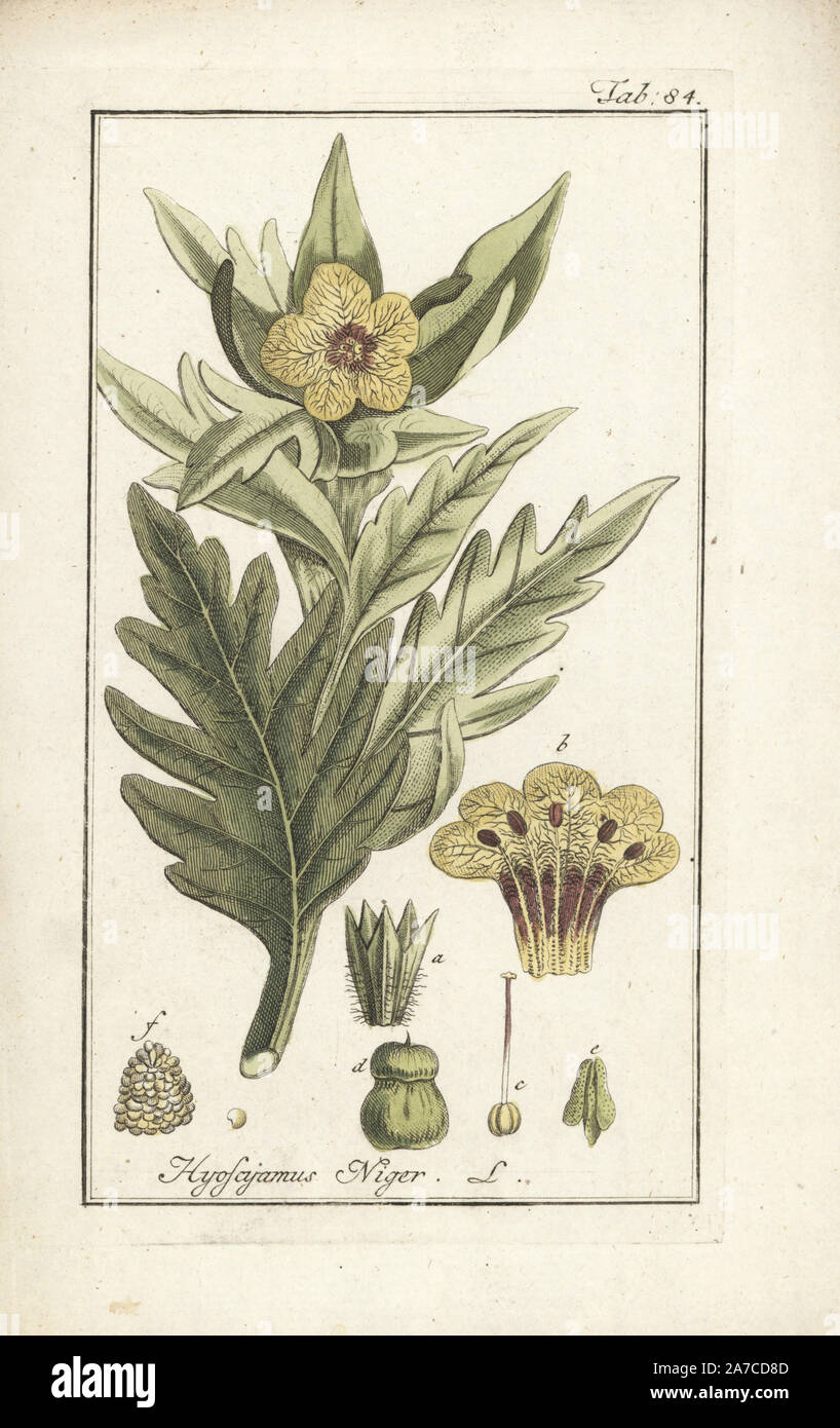 Drawing Of Henbane High Resolution Stock Photography and Images - Alamy