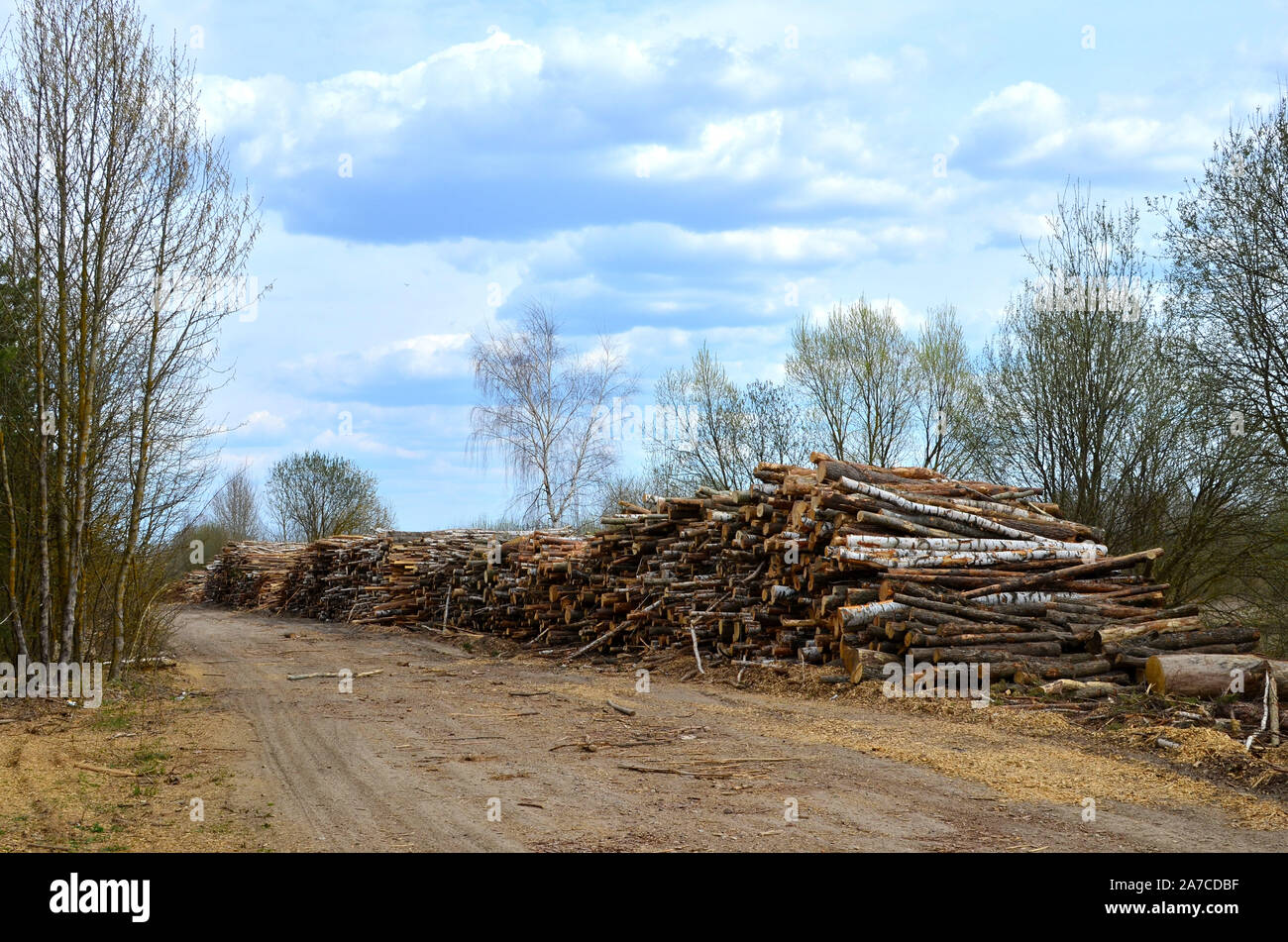 Logs stacked on logging and woodworking industry. A stock pile of ...