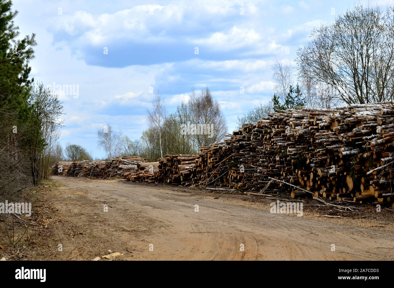 Logs stacked on logging and woodworking industry. A stock pile of ...