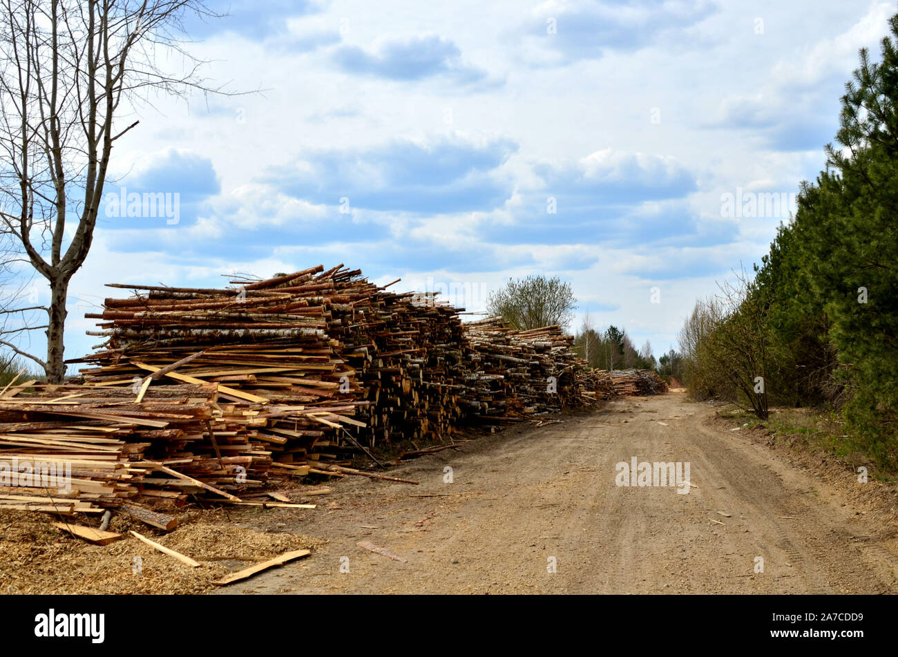 Logs stacked on logging and woodworking industry. A stock pile of ...