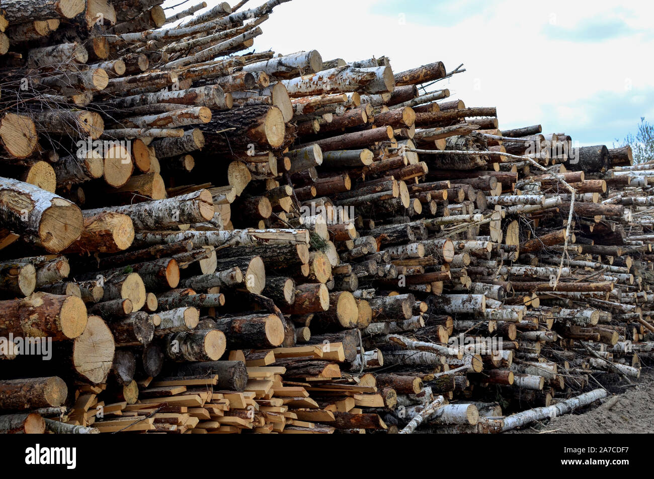 Logs stacked on logging and woodworking industry. A stock pile of ...