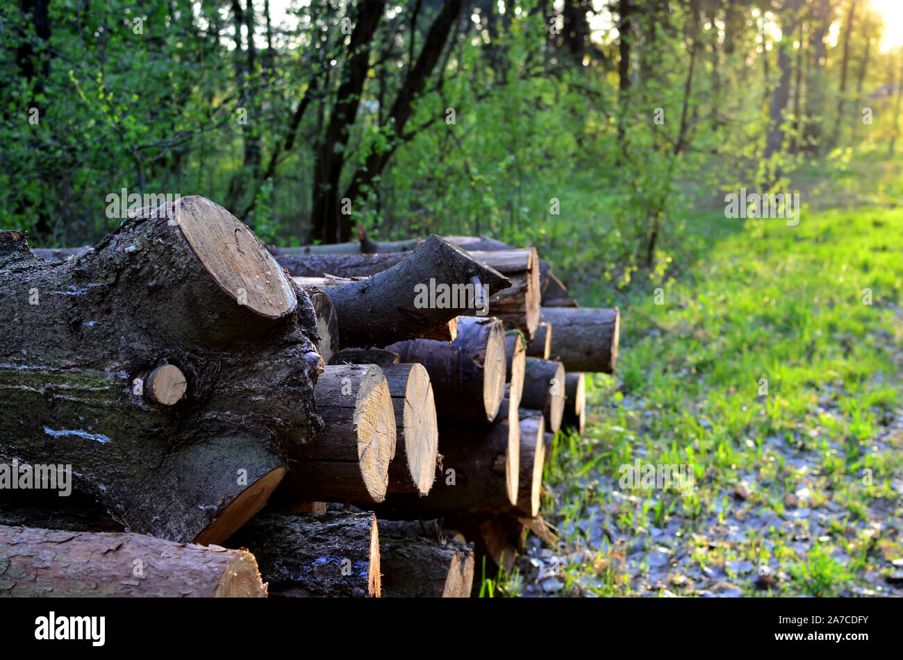 Stack of cut pine tree logs in a forest. Wood logs, timber logging ...