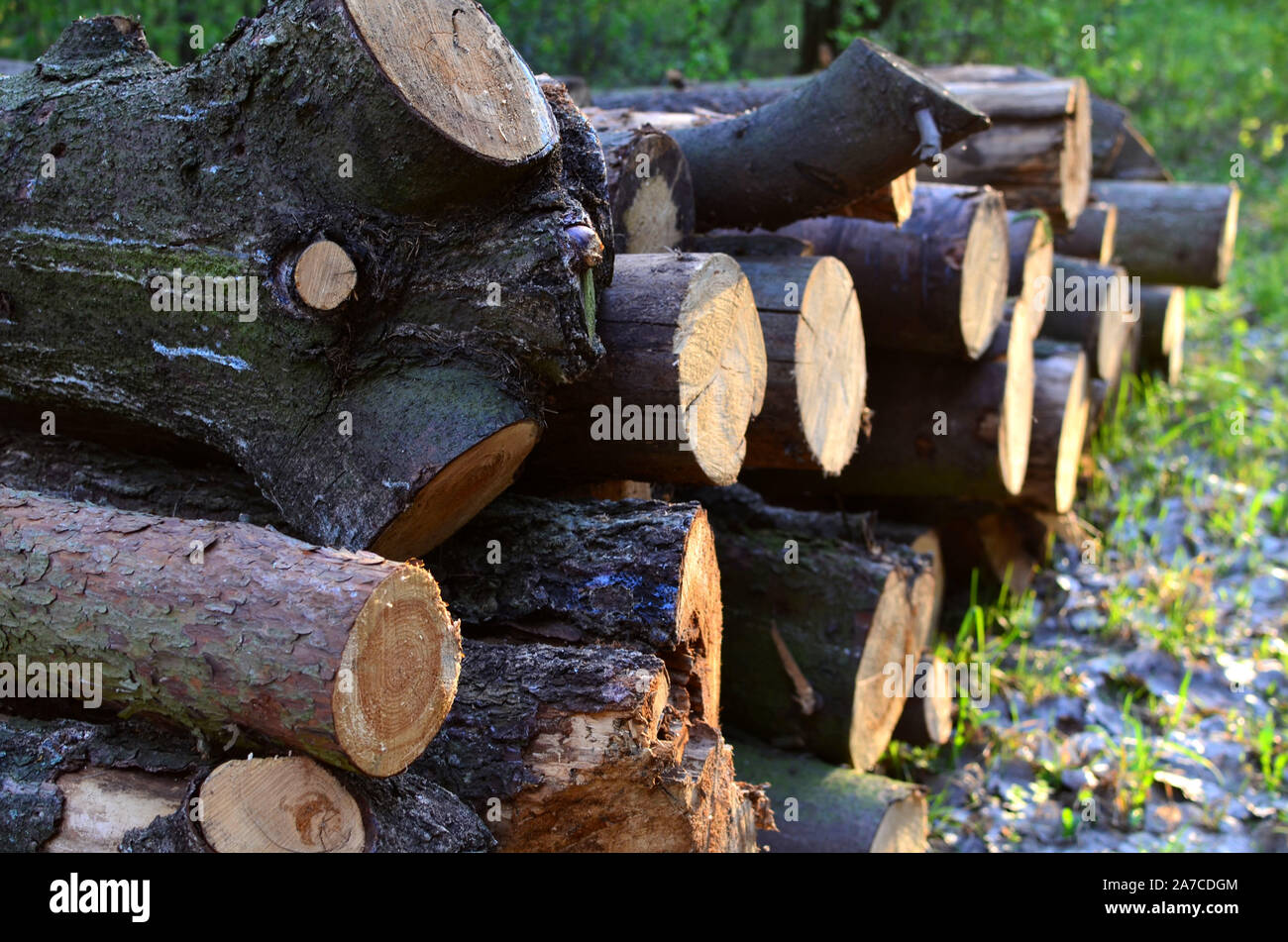 Stack of cut pine tree logs in a forest. Wood logs, timber logging ...