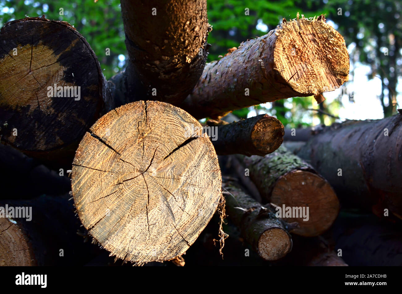 Stack of cut pine tree logs in a forest. Wood logs, timber logging ...