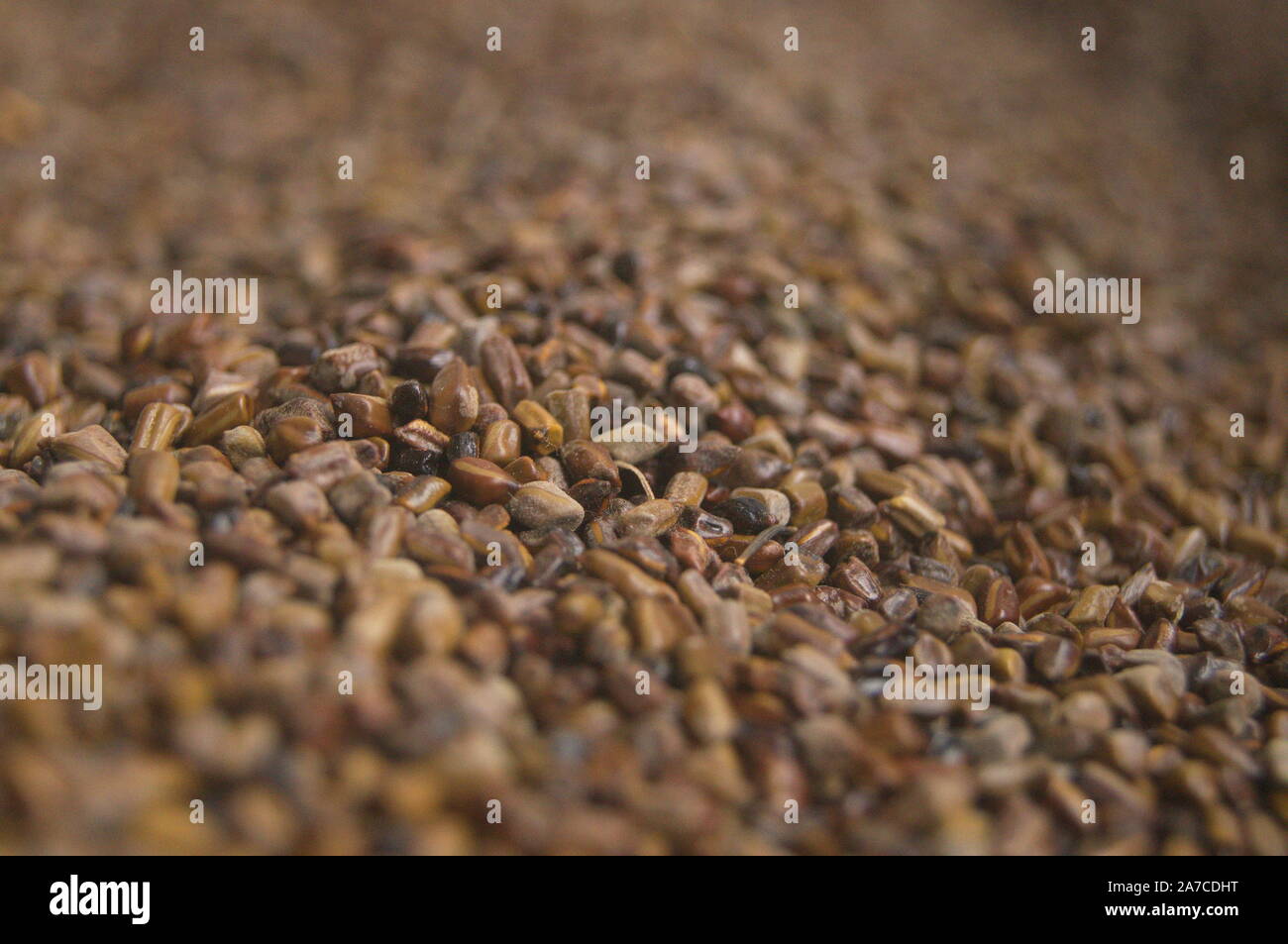 Dried buckwheat hi-res stock photography and images - Alamy