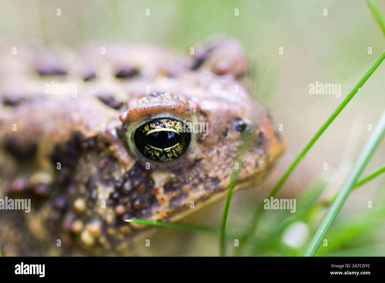 Eastern American Toad (Anaxyrus americanus americanus Stock Photo - Alamy
