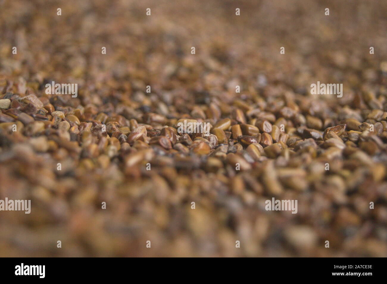 Air dried buckwheat Stock Photo - Alamy