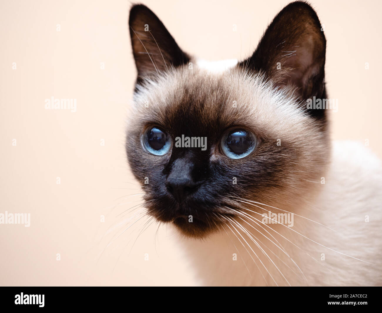Siamese cat portrait Stock Photo - Alamy